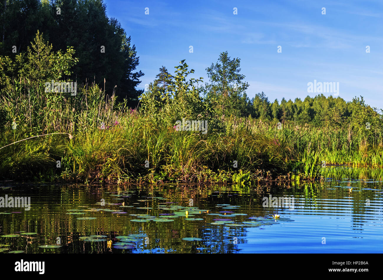 Forest lake landscape Stock Photo - Alamy