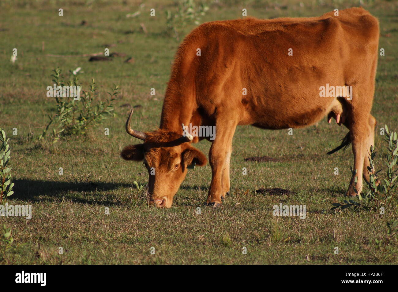 Cows deserve the freedom of enjoying the Earth's lands as well. Do not ...