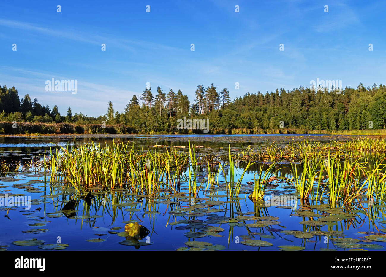Forest lake landscape Stock Photo - Alamy
