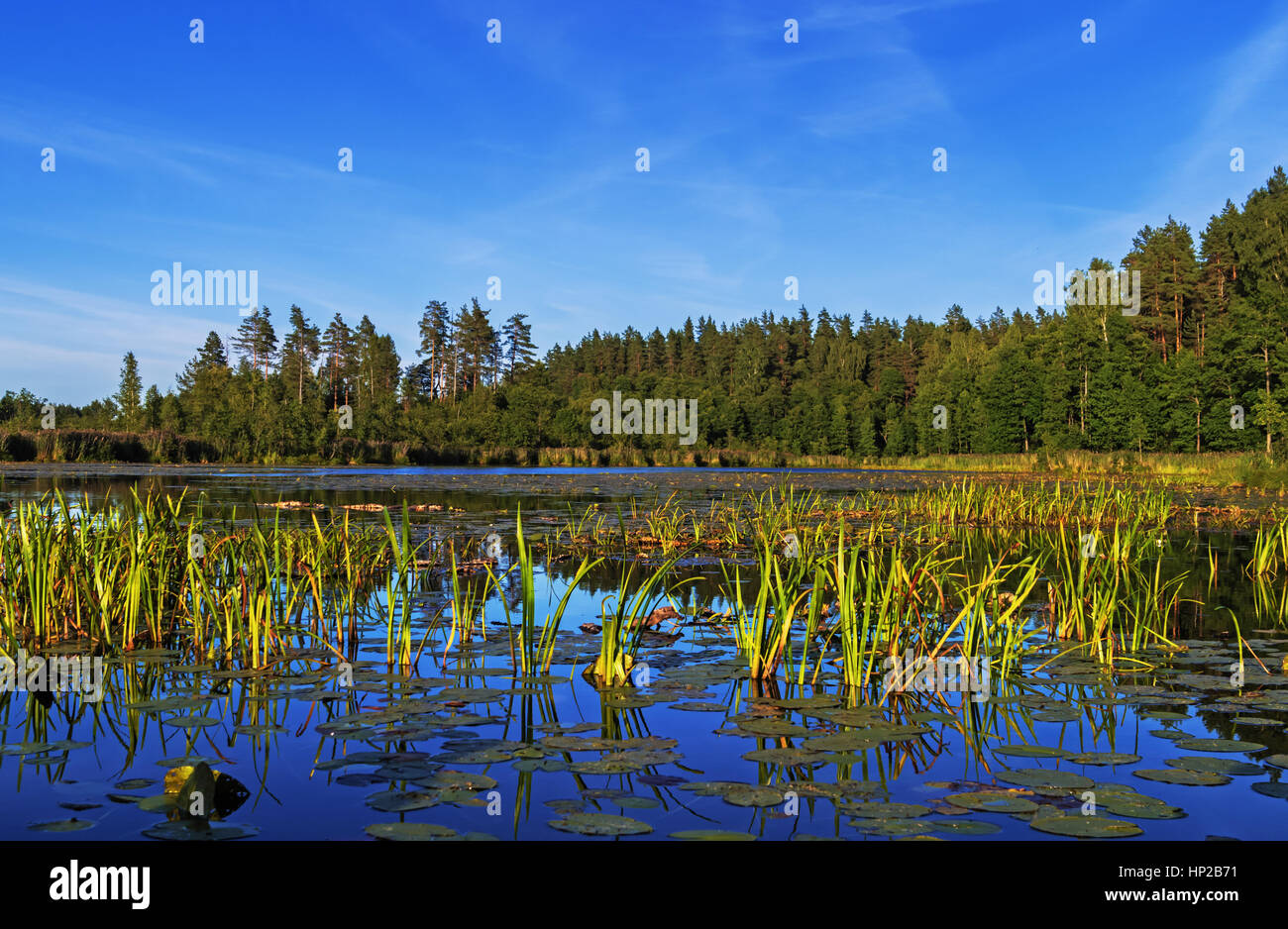 Forest lake landscape Stock Photo - Alamy