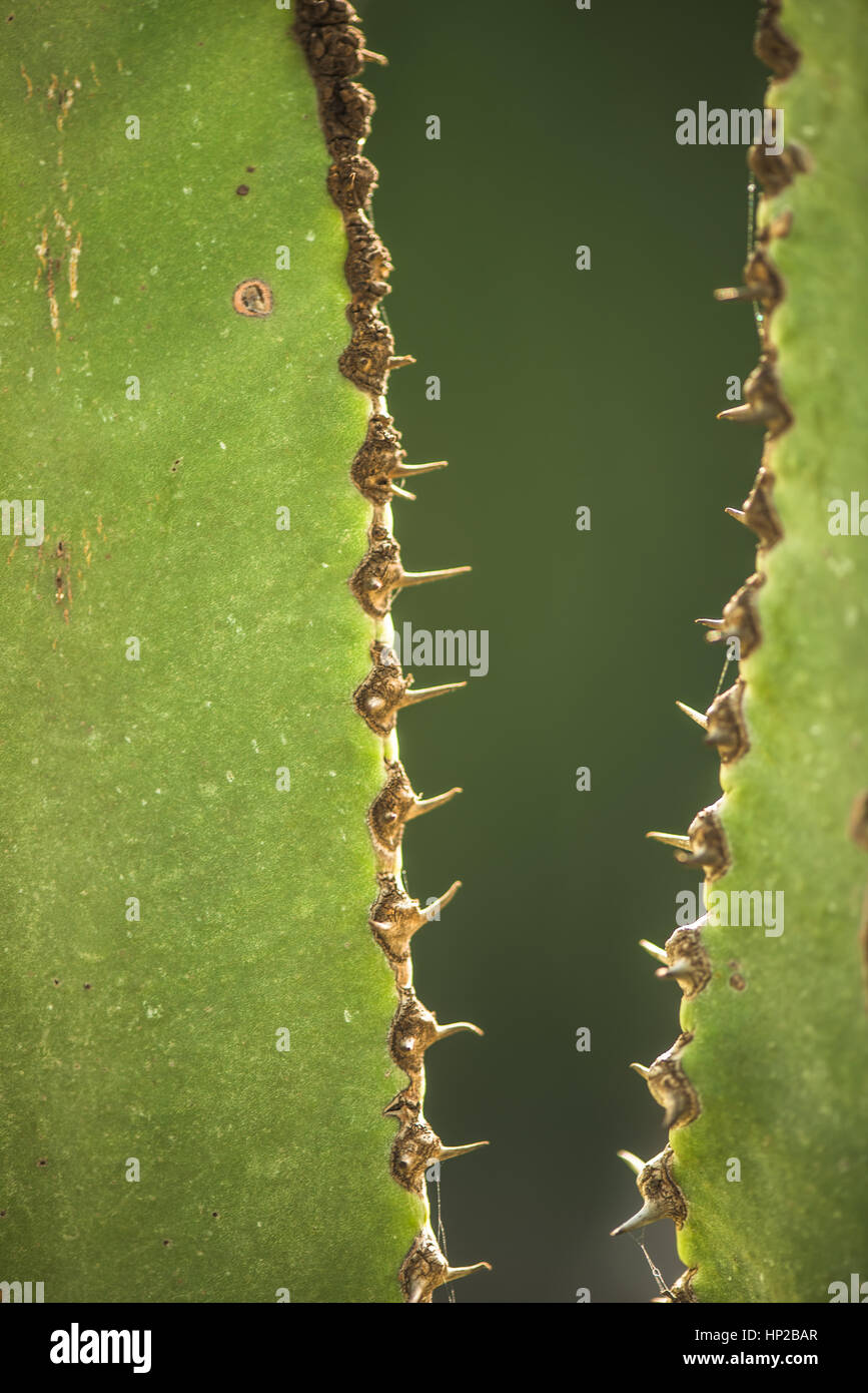 Spanish cactus garden hi-res stock photography and images - Alamy