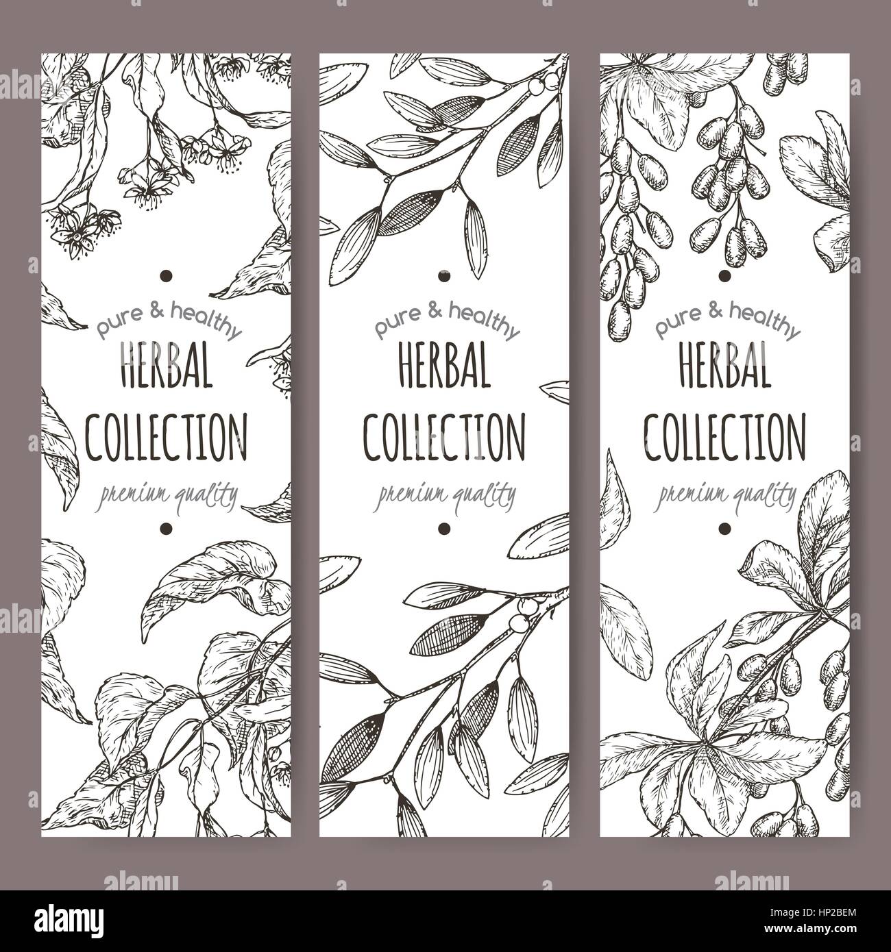 Three vector tea labels with lime tree, mistletoe and barberry Stock ...