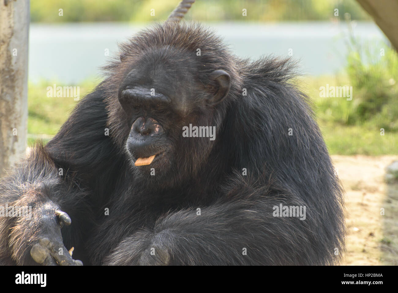 Chimpanzee Close Up Face High Resolution Stock Photography and Images ...