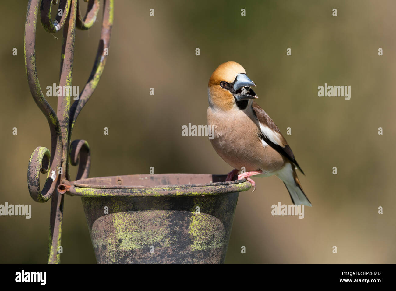 Beisser hi-res stock photography and images - Alamy