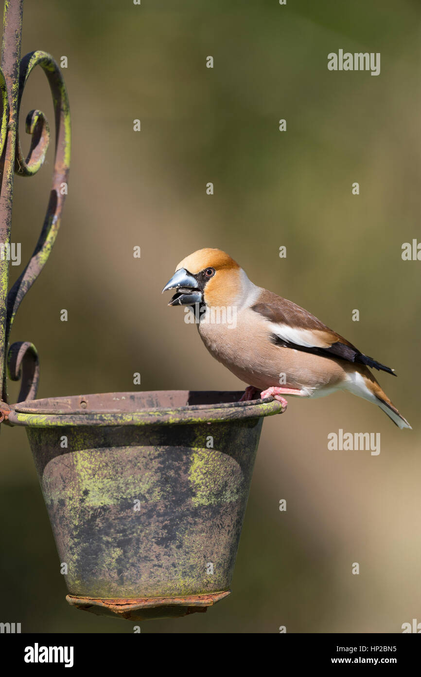 Beisser hi-res stock photography and images - Alamy