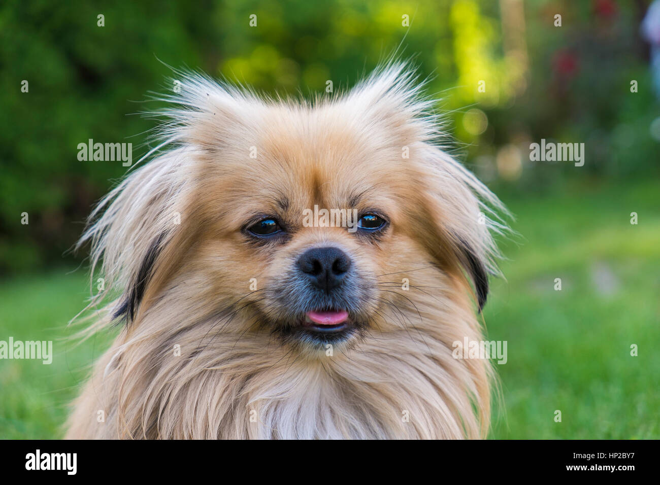 Adult pekingese hi-res stock photography and images - Alamy