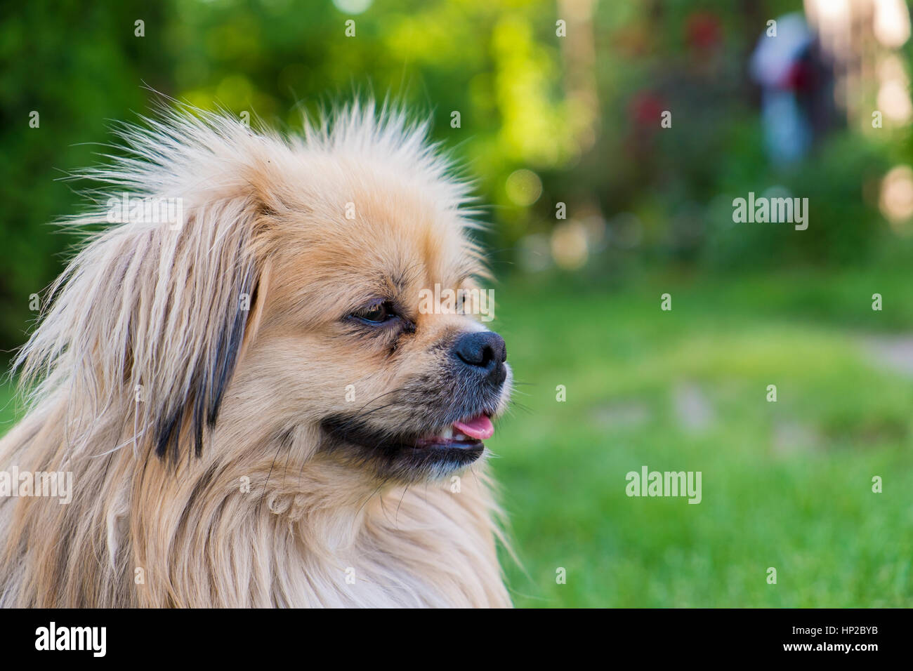 Adult pekingese hi-res stock photography and images - Alamy