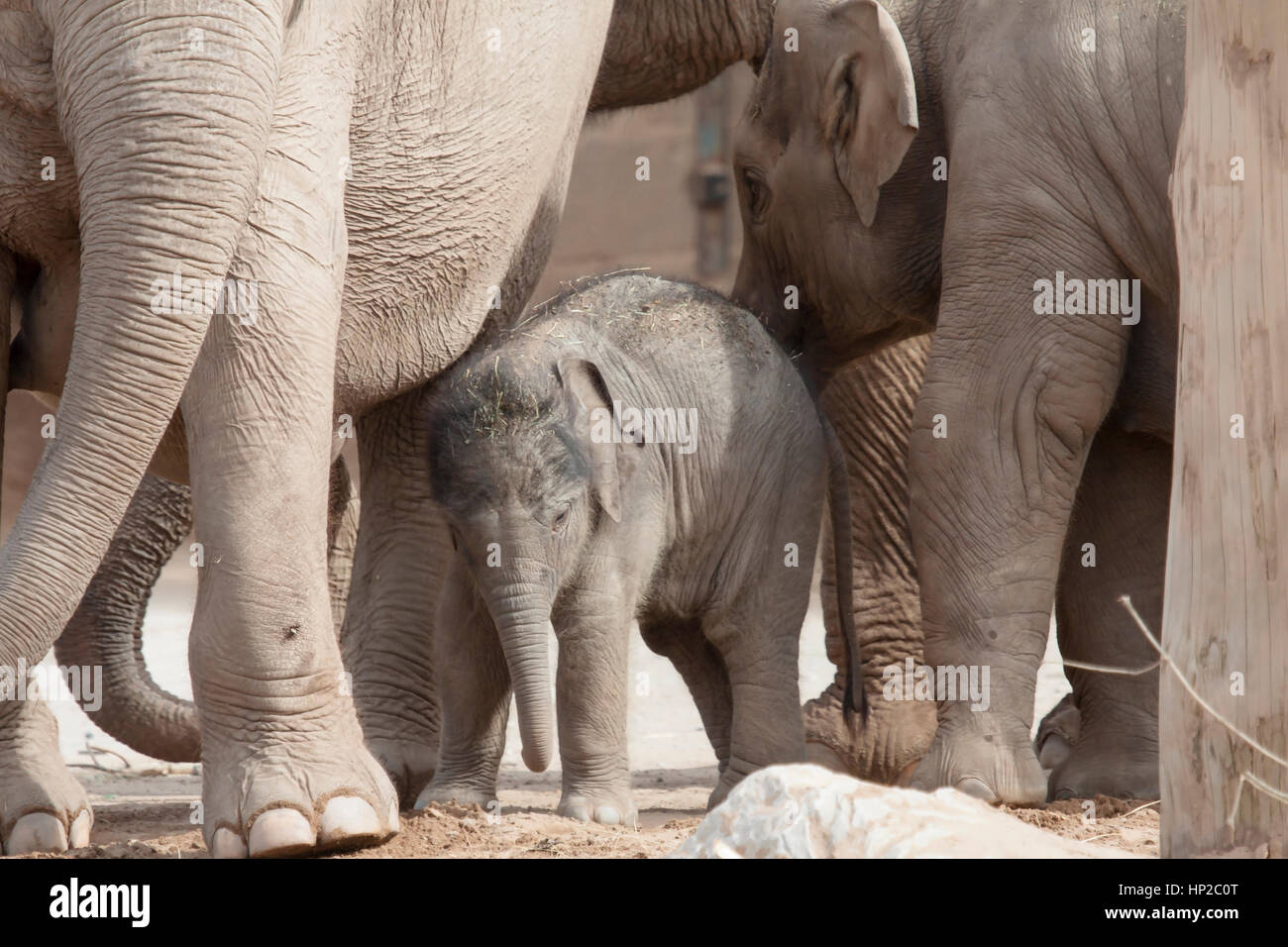 Young Asian Elephant with family members at Chester Zoo, England, UK ...