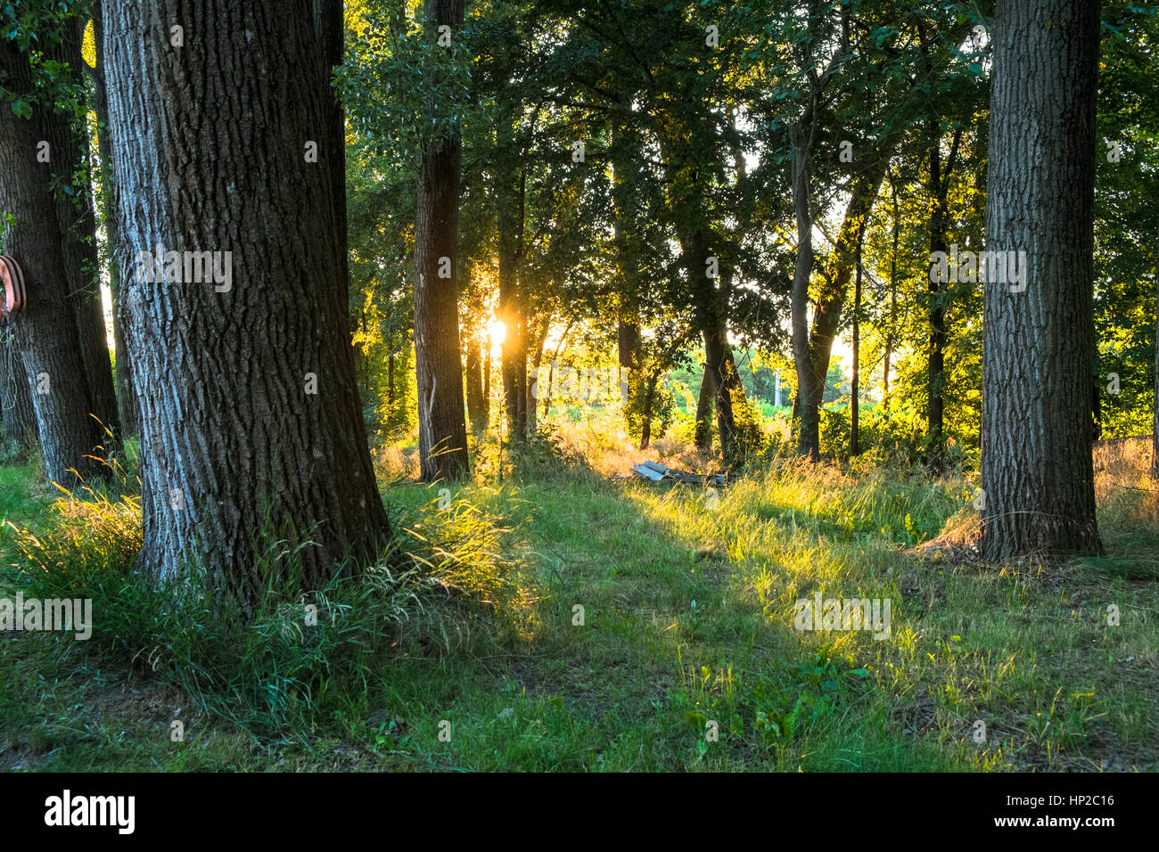 Spring forest in sunset Stock Photo - Alamy