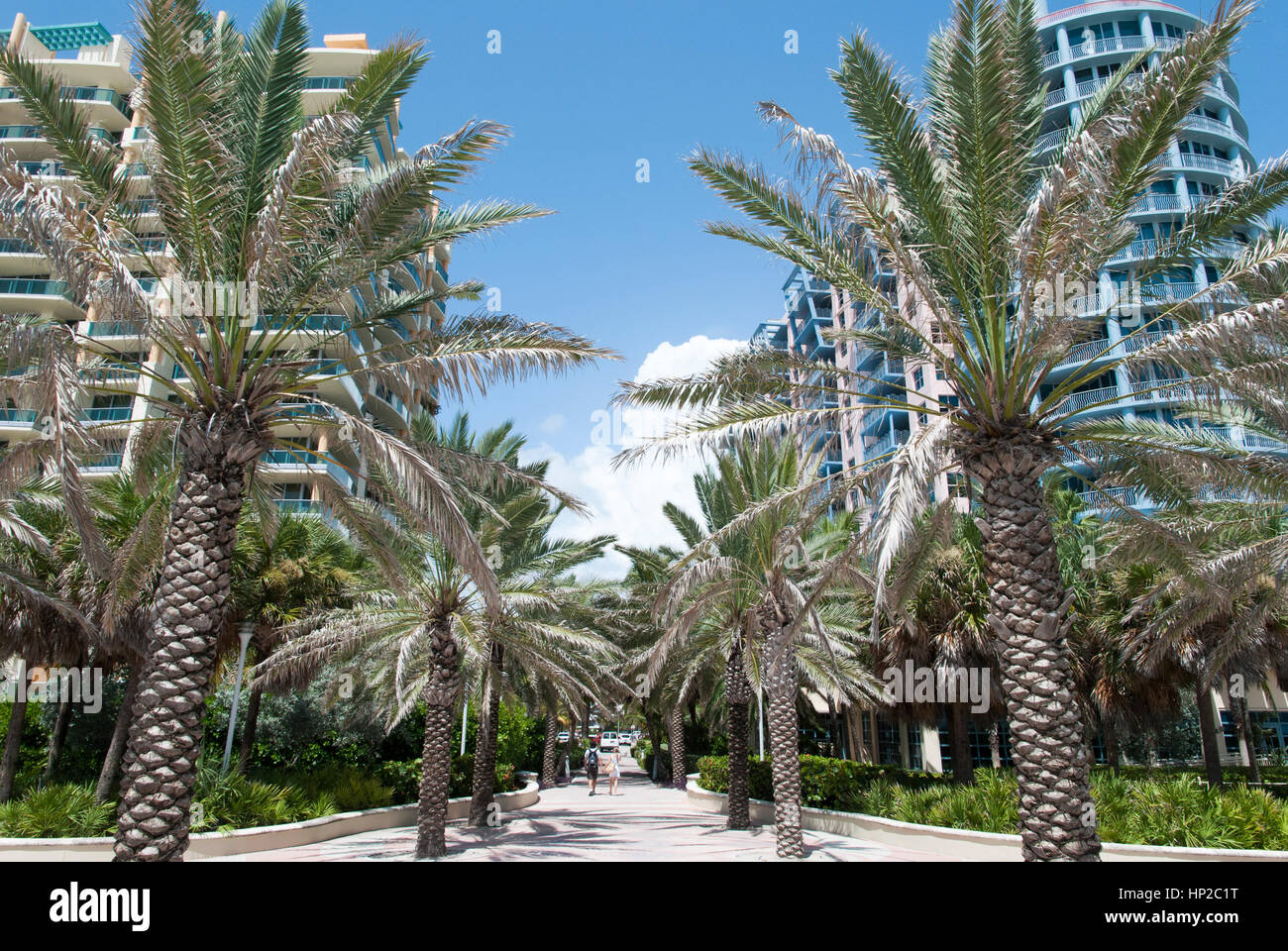 The alley of palms in Miami Beach district (Florida Stock Photo - Alamy