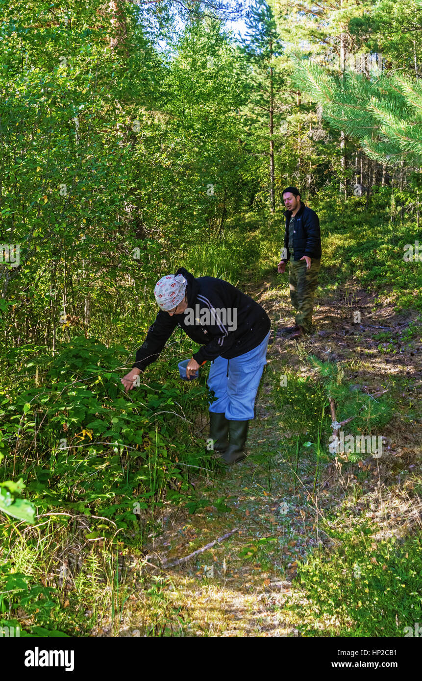 Gathering berries in the wood Stock Photo - Alamy