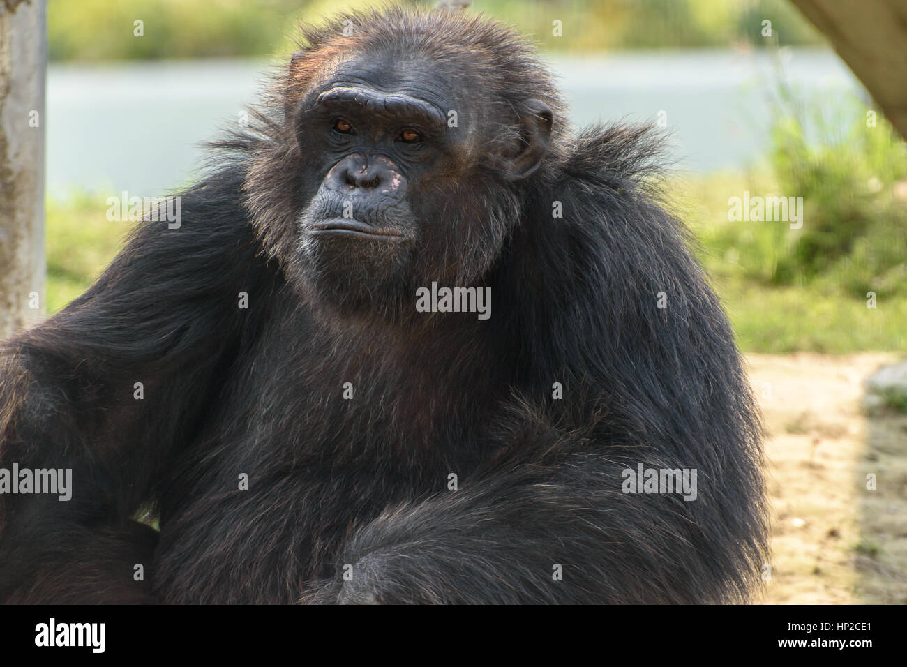 close up face of a male chimpanzee Stock Photo - Alamy