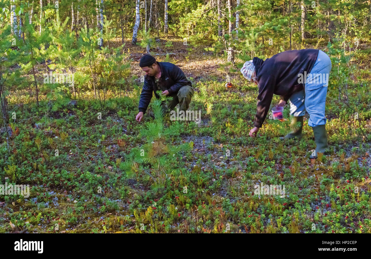 Gathering berries in the wood Stock Photo - Alamy