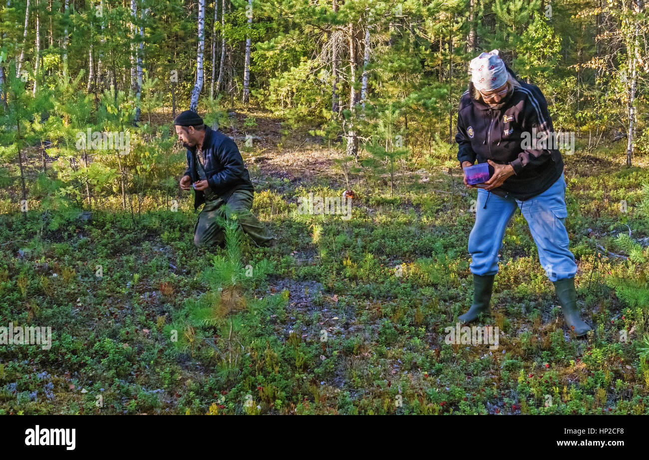 Gathering berries in the wood Stock Photo - Alamy