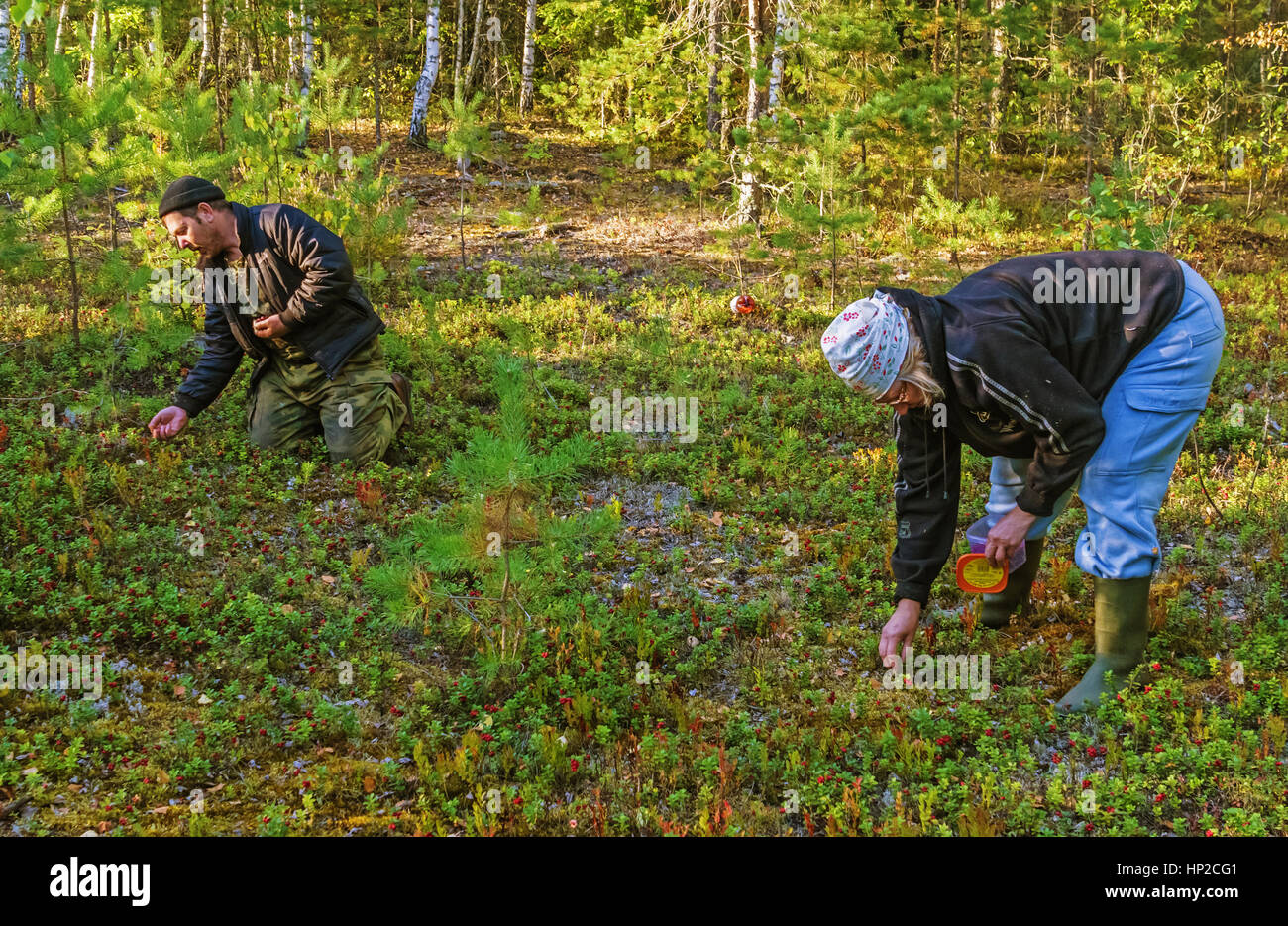 Gathering berries in the wood Stock Photo - Alamy