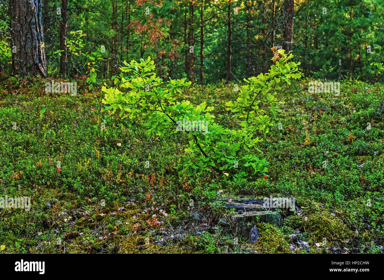 Pine forest landscape.Young oak Stock Photo - Alamy