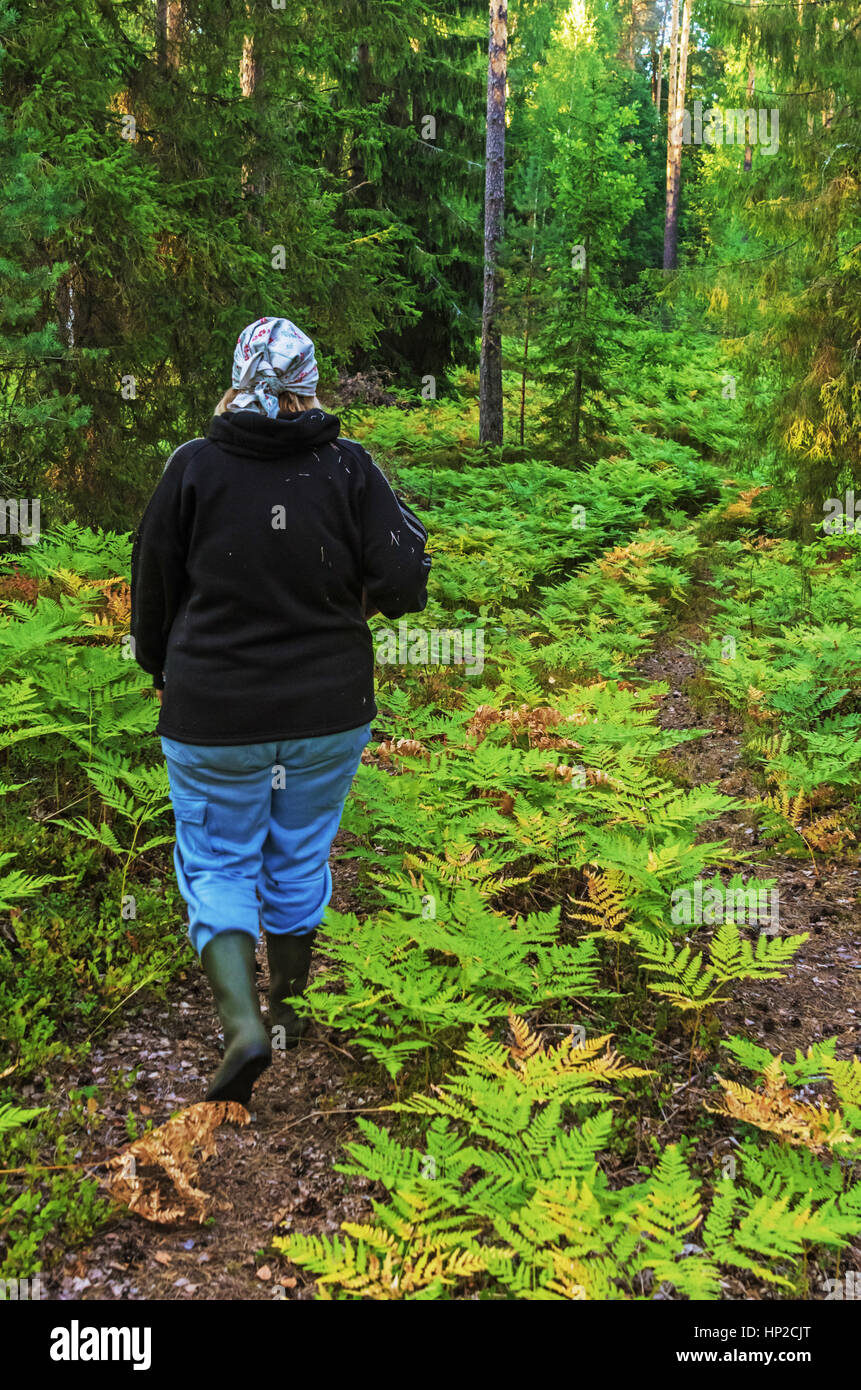 Gathering berries in the wood Stock Photo - Alamy