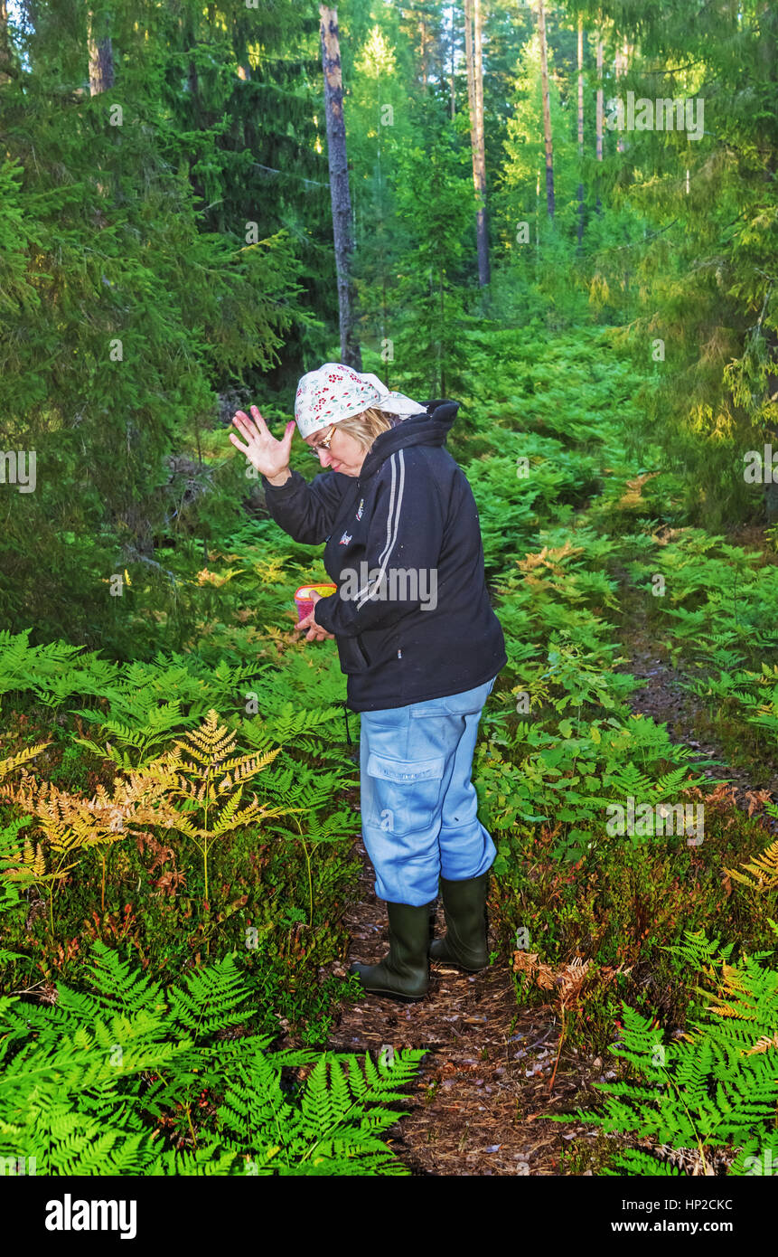 Gathering berries in the wood Stock Photo - Alamy