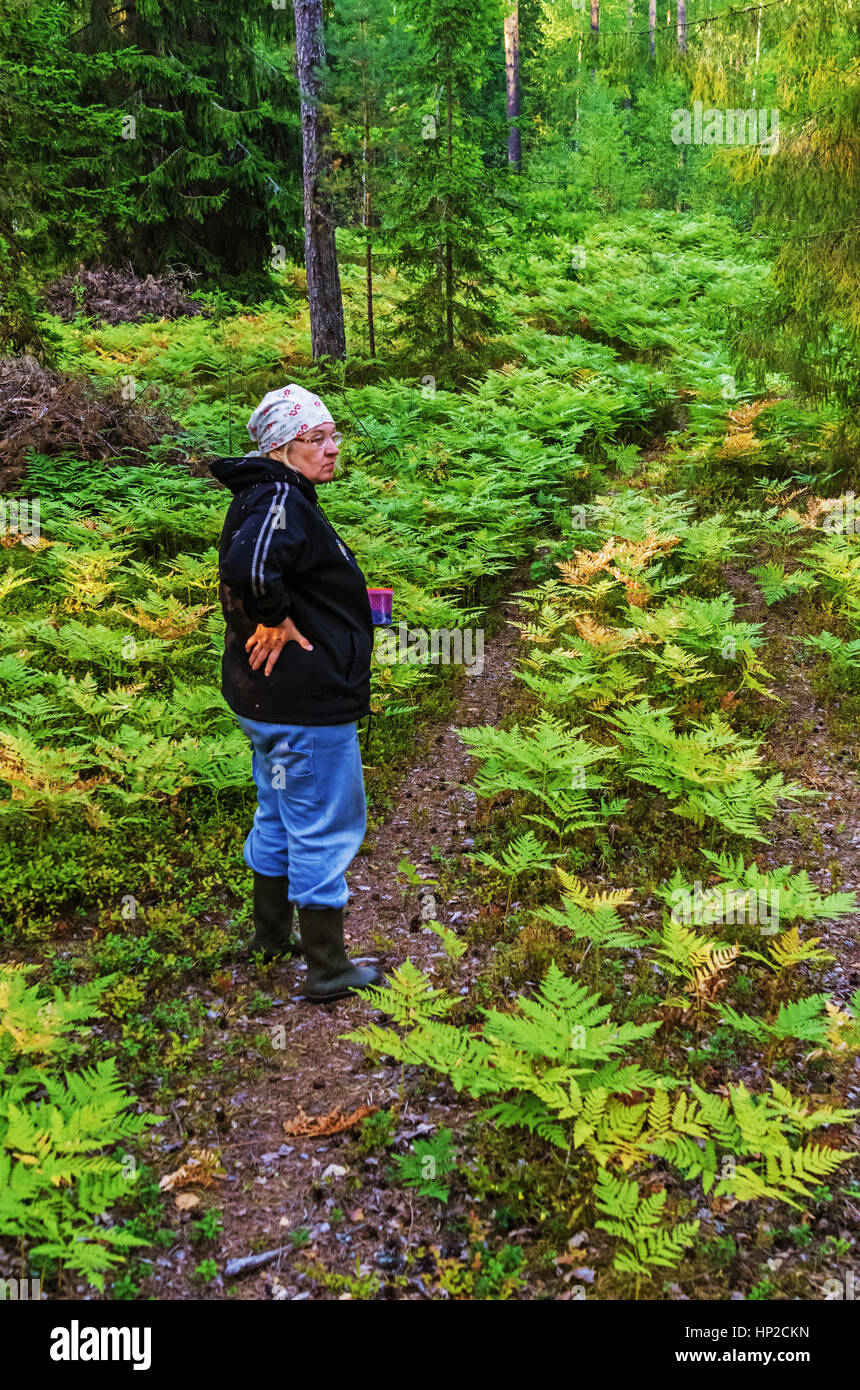 Gathering berries in the wood Stock Photo - Alamy
