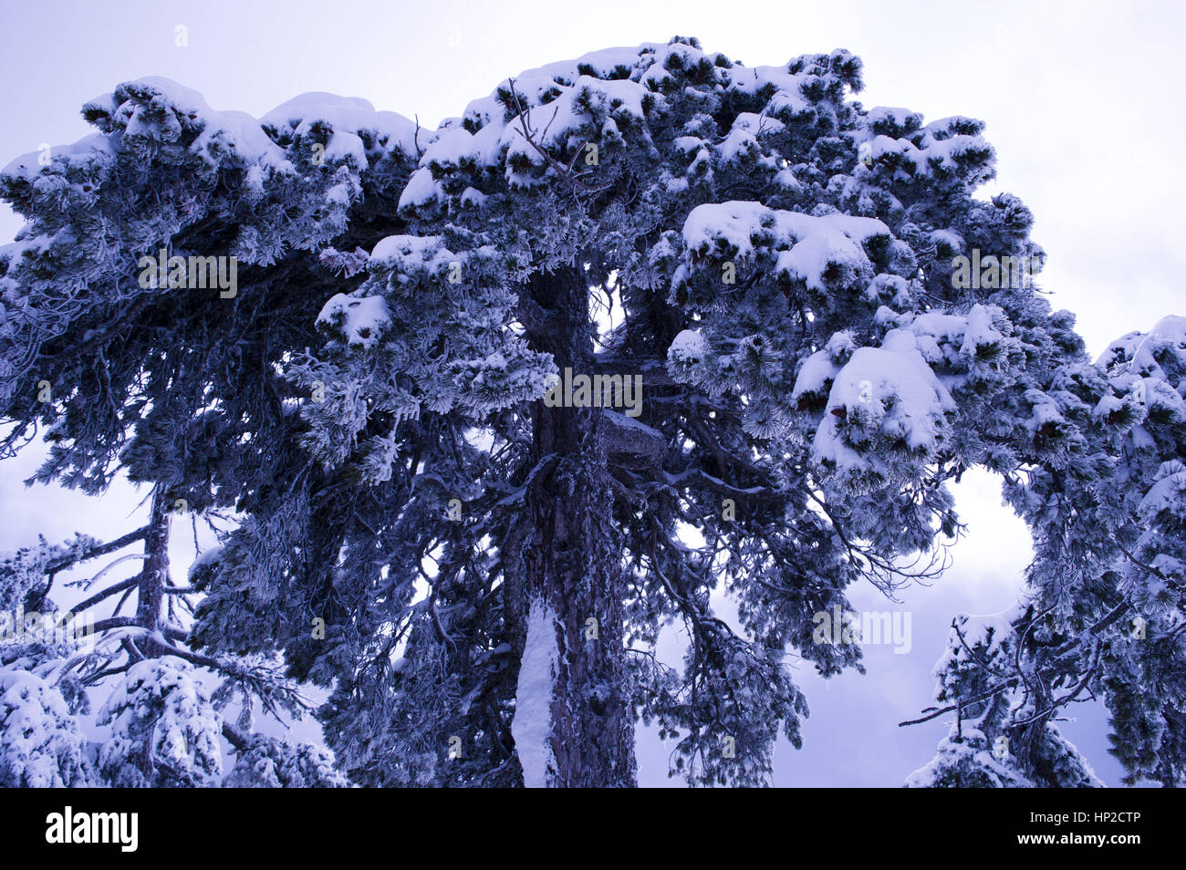 Frozen snow trees Stock Photo - Alamy