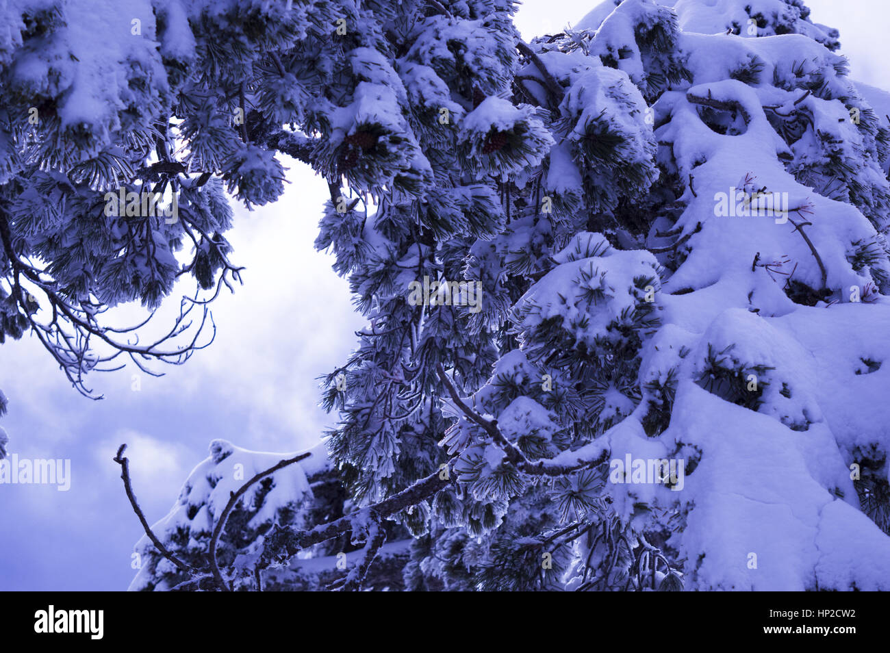 Frozen snow trees Stock Photo - Alamy