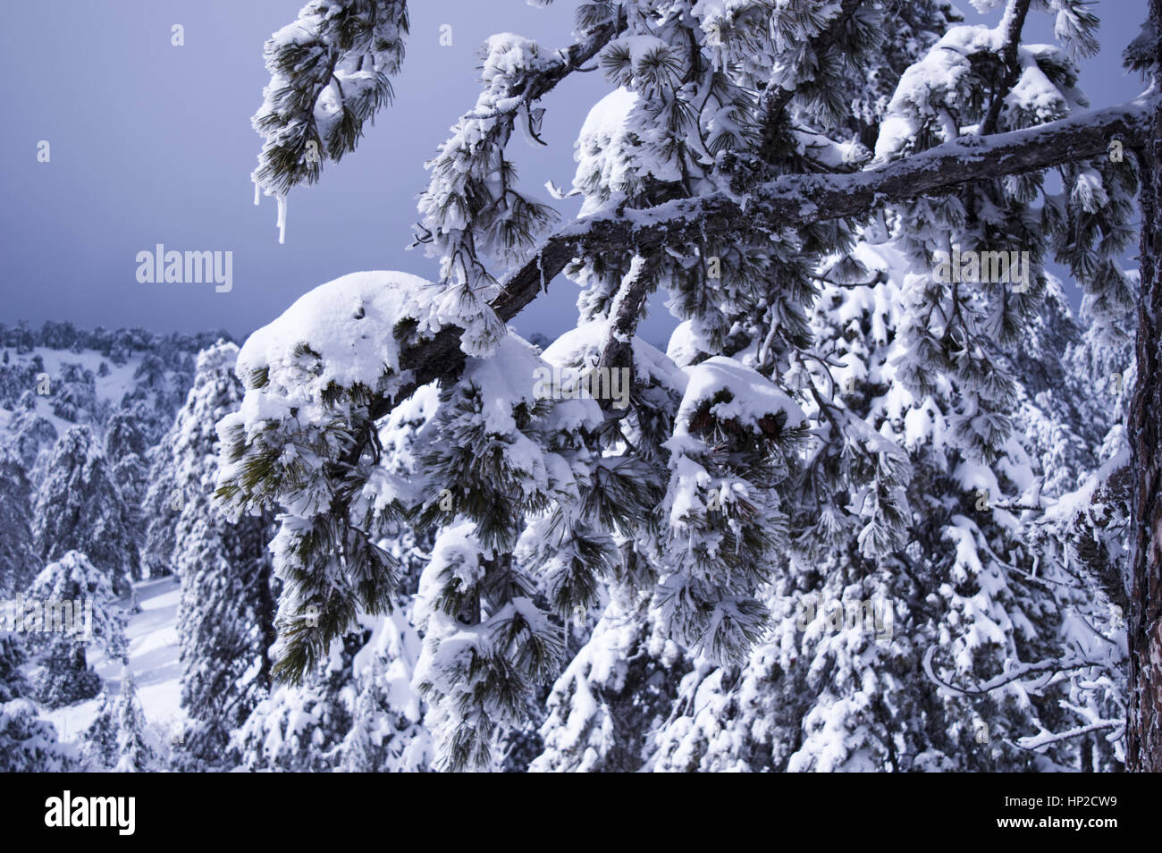 Frozen snow trees Stock Photo - Alamy