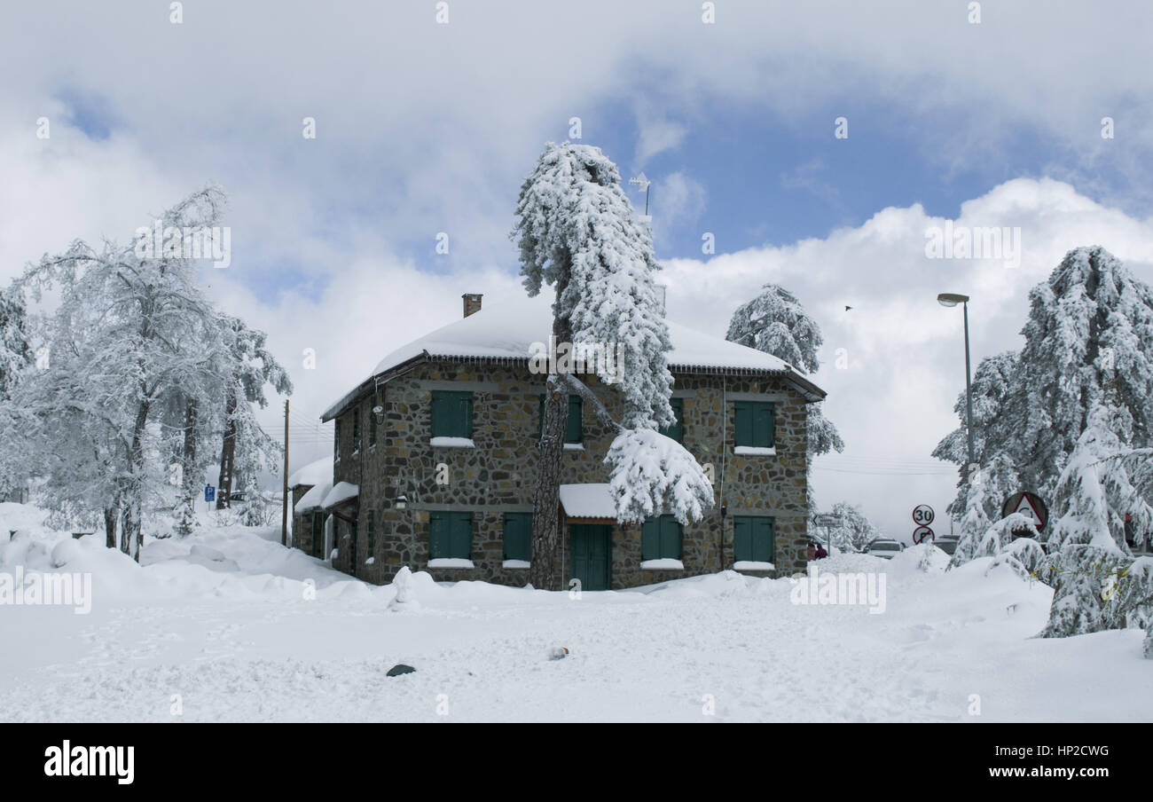 Frozen snow trees Stock Photo - Alamy