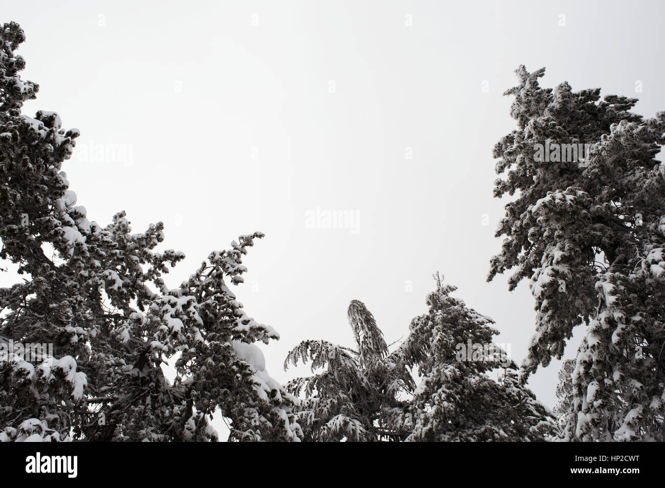 Frozen snow trees Stock Photo - Alamy