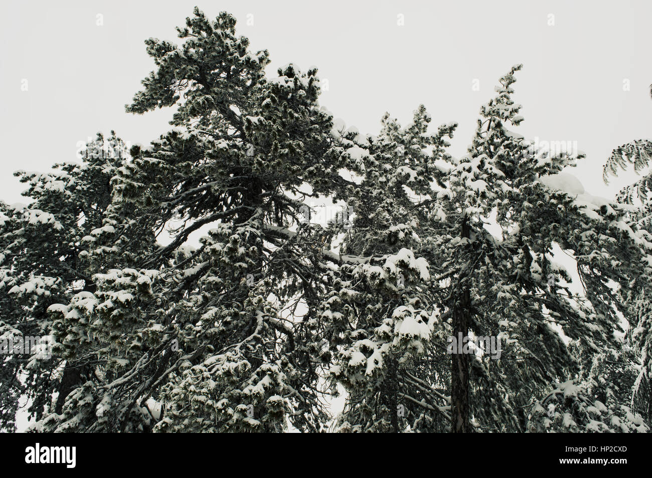 Frozen snow trees Stock Photo - Alamy