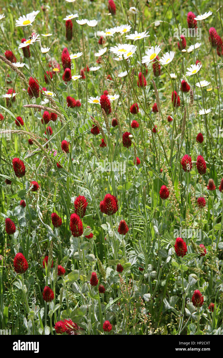 Red Clover Wildflower Meadow, France Stock Photo - Alamy