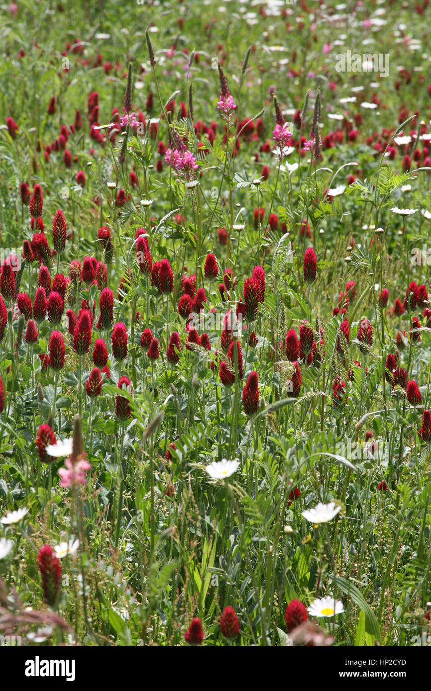 Redclover hi-res stock photography and images - Alamy