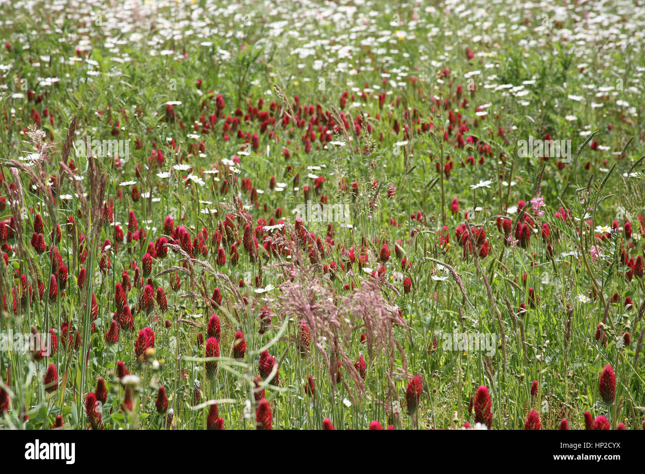 Redclover hi-res stock photography and images - Alamy