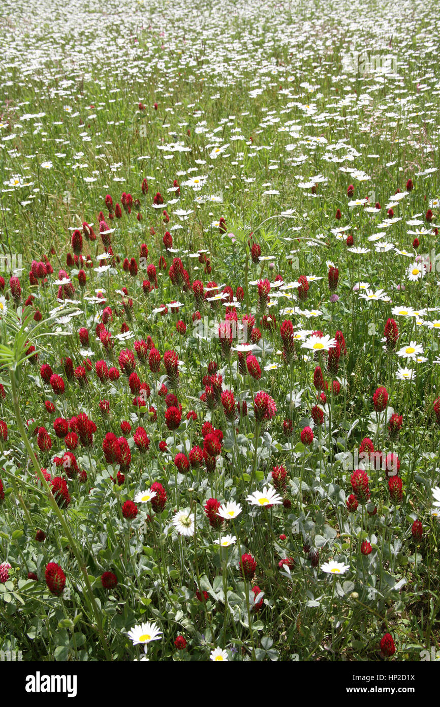 Redclover hi-res stock photography and images - Alamy