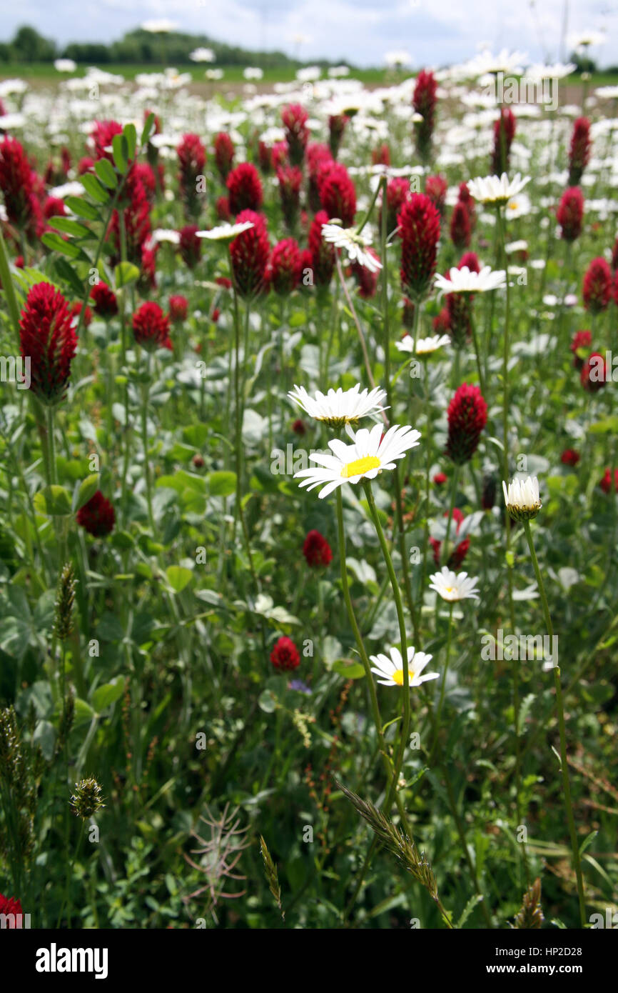 Redclover hi-res stock photography and images - Alamy