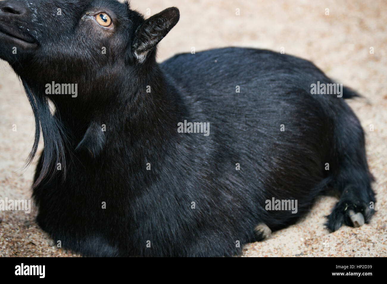 Goat Laying Down Stock Photo - Alamy