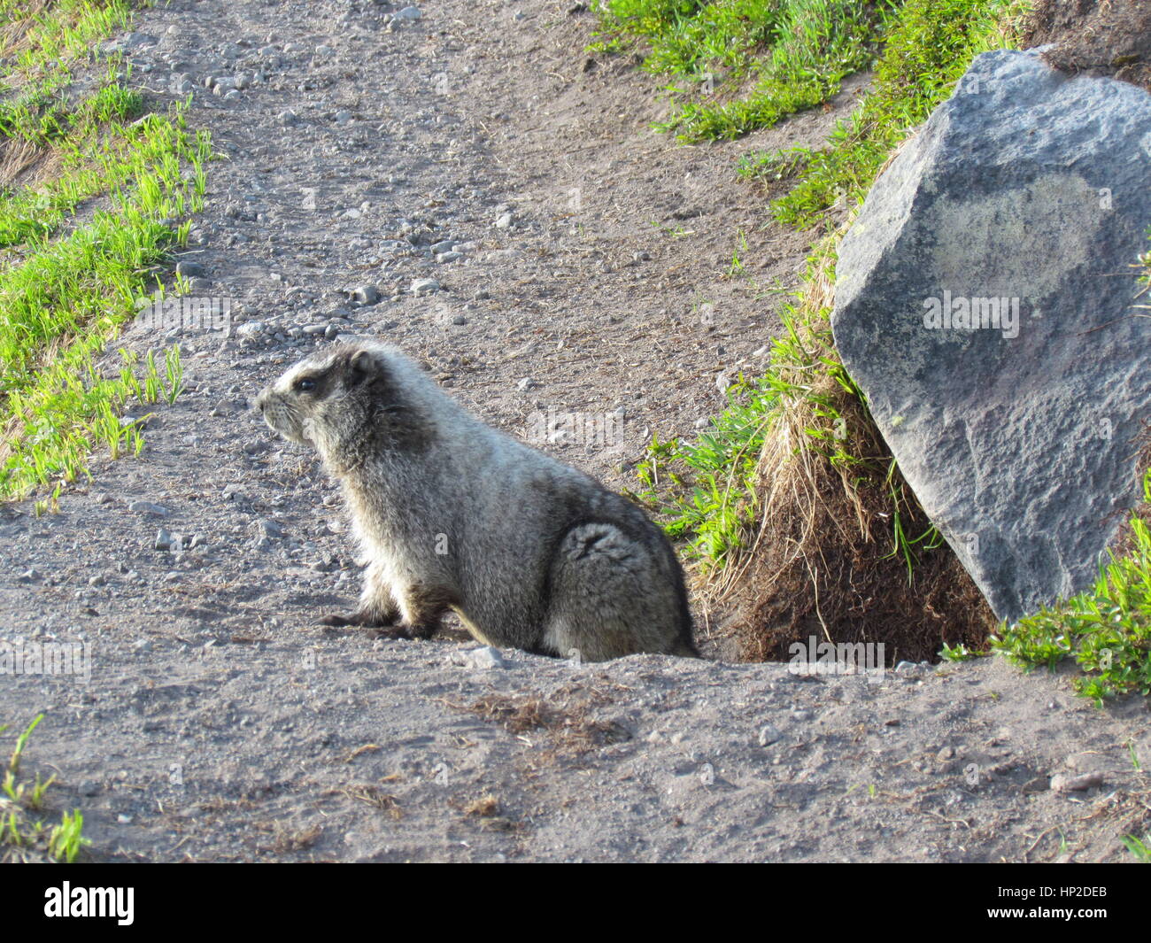 Whistling marmot hi-res stock photography and images - Alamy