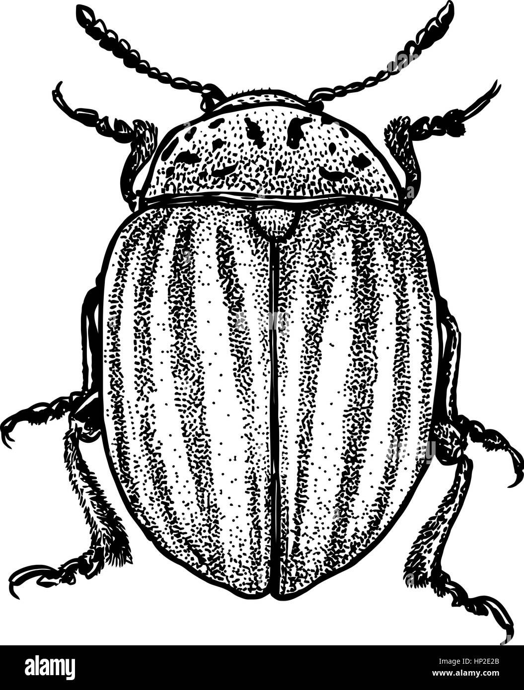 Beetle Illustration
