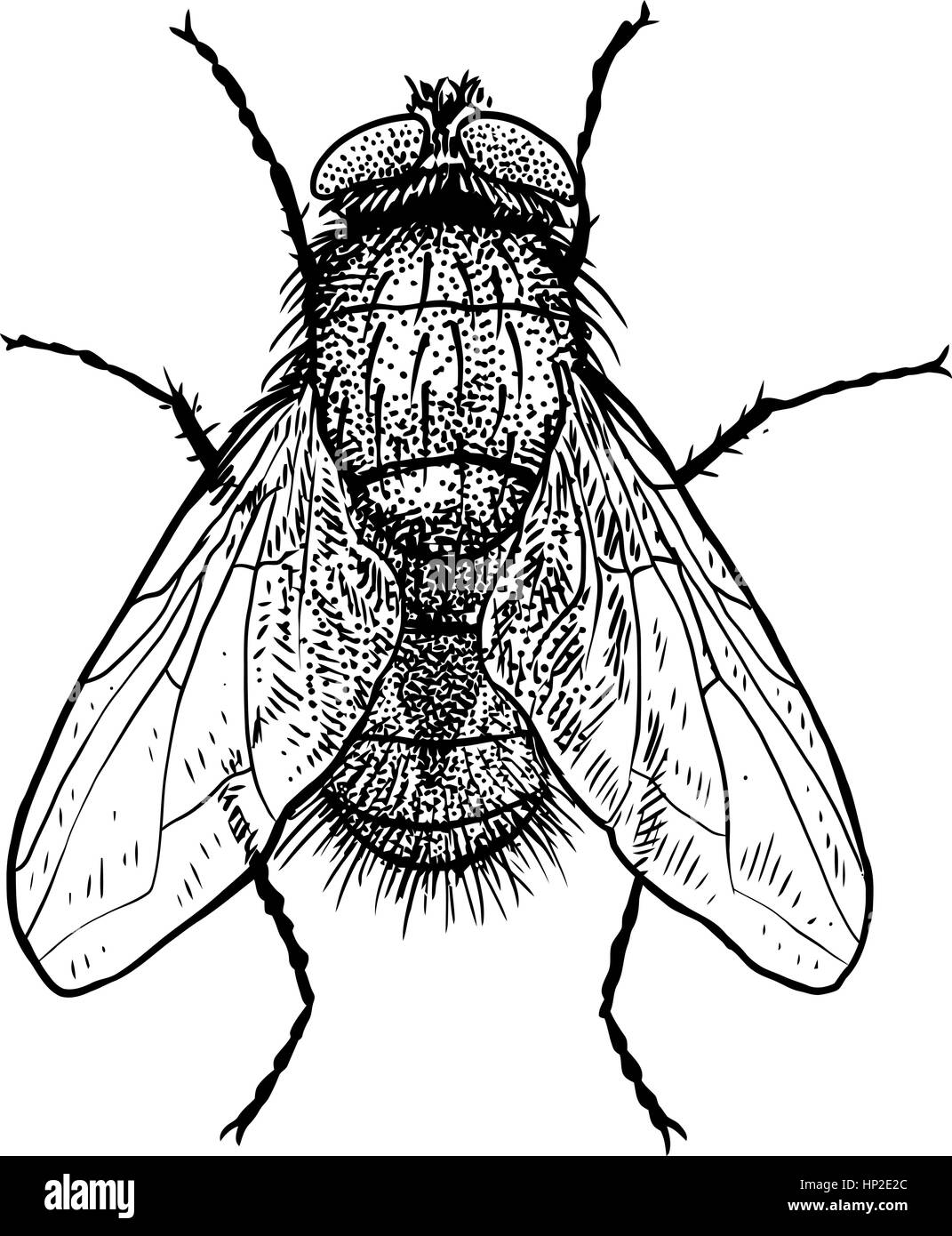 Fly illustration, engraving, drawing, ink Stock Vector Image & Art - Alamy