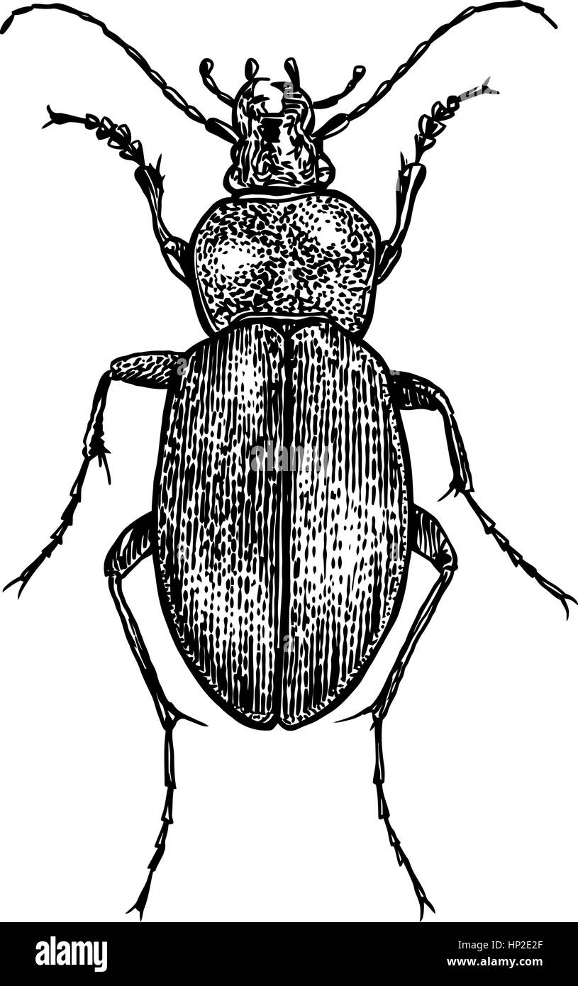 Drawing beetle Black and White Stock Photos & Images - Alamy