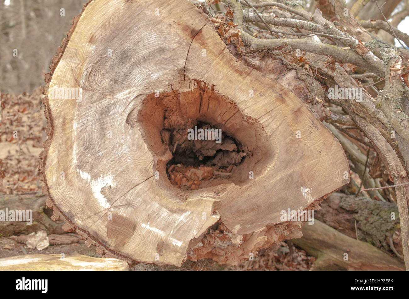 The trunk of an elm tree hi-res stock photography and images - Alamy