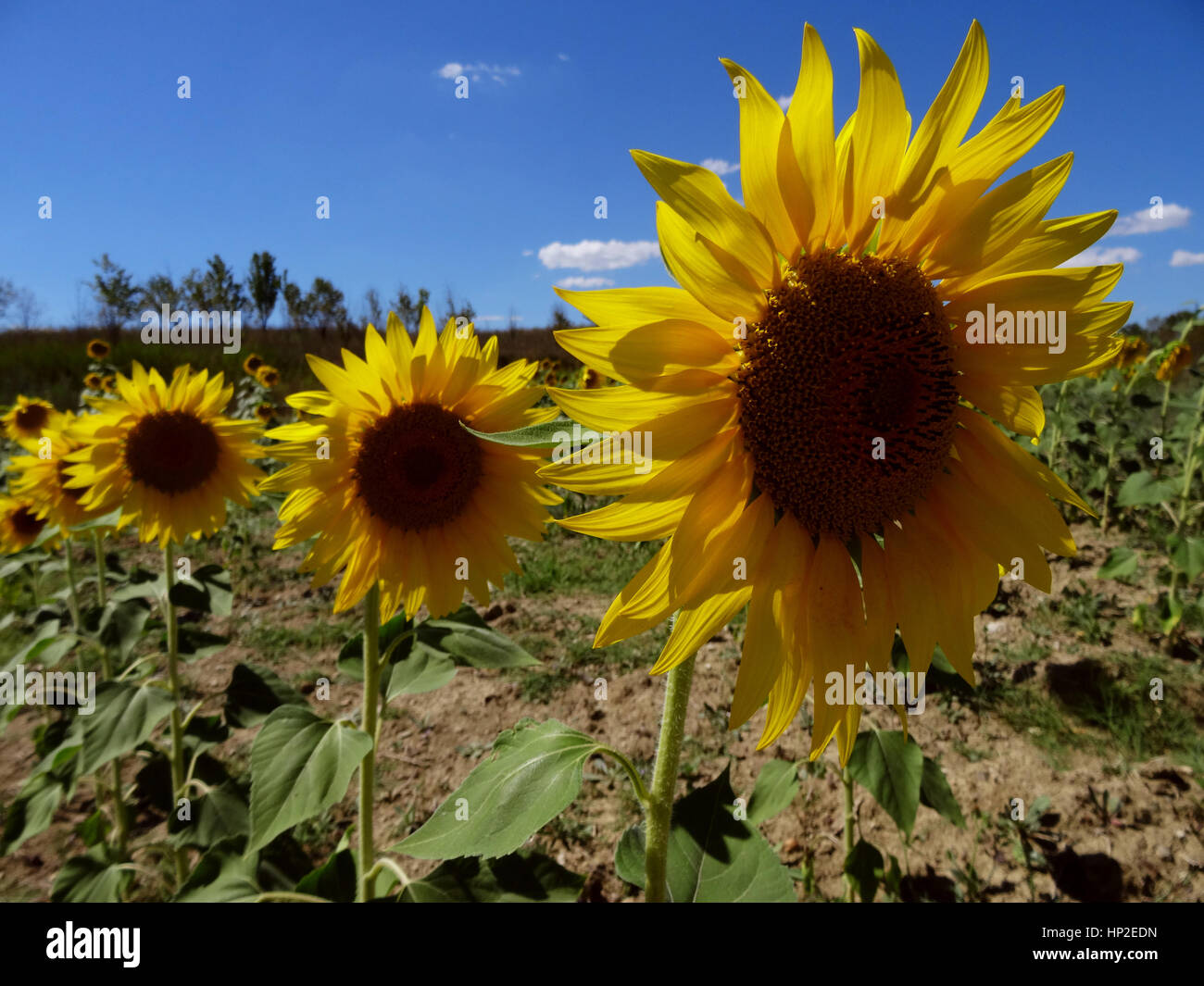 Yellow sunflowers in Tuscany Stock Photo - Alamy