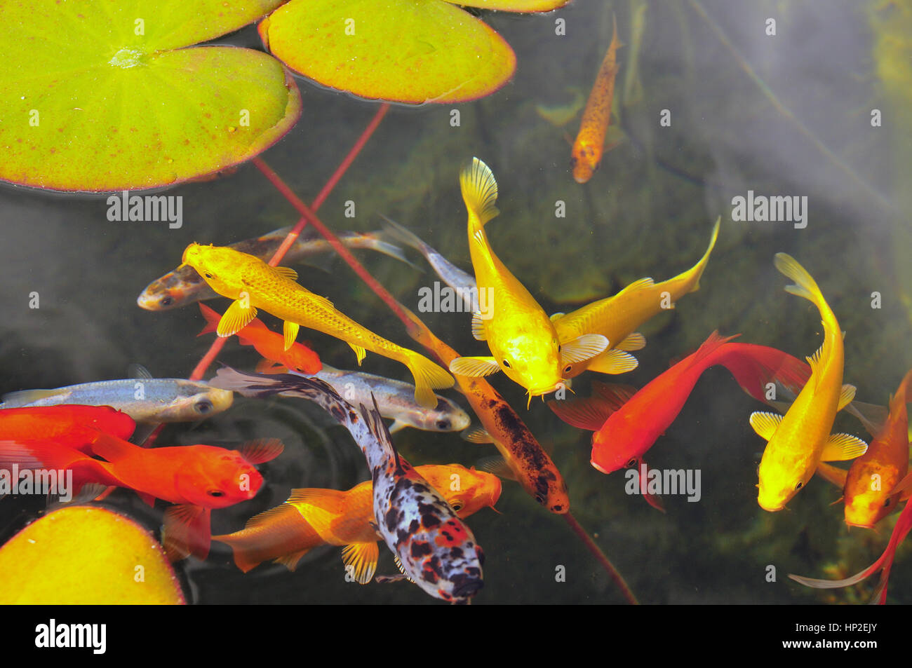 Exotic fish in a garden fish pond with equatic plants and lily pads ...