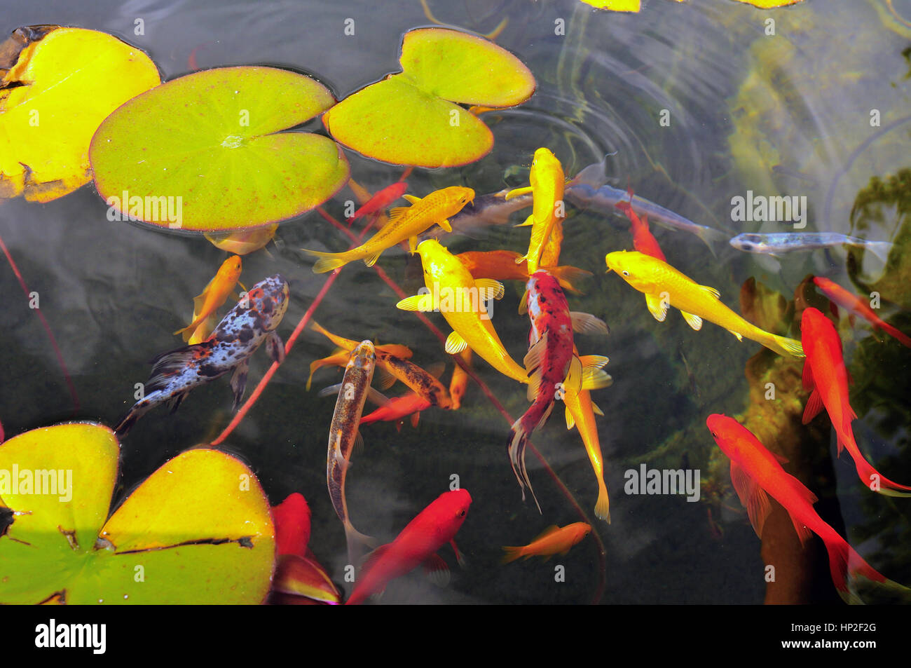 Ornamental carp hi-res stock photography and images - Alamy