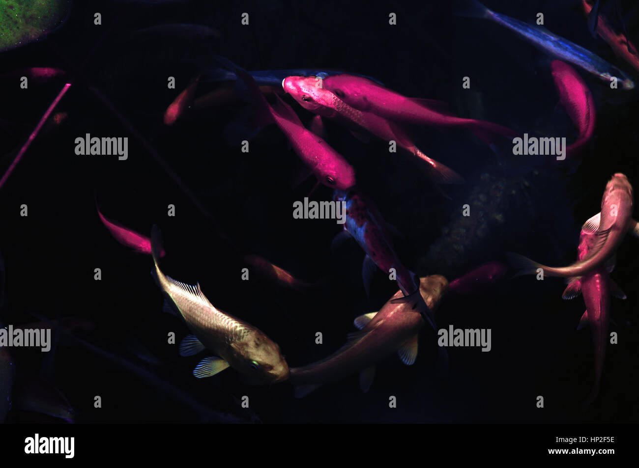 Colourful exotic fish in an ornamental garden fish pond in Limoux ...