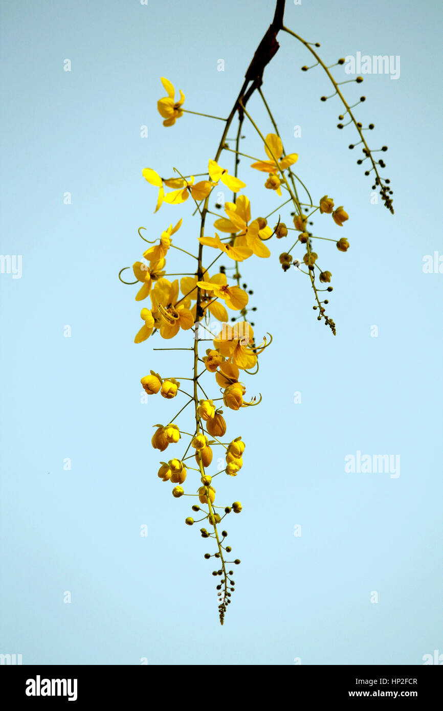 Golden tree cassia fistula fruit hi-res stock photography and images - Alamy