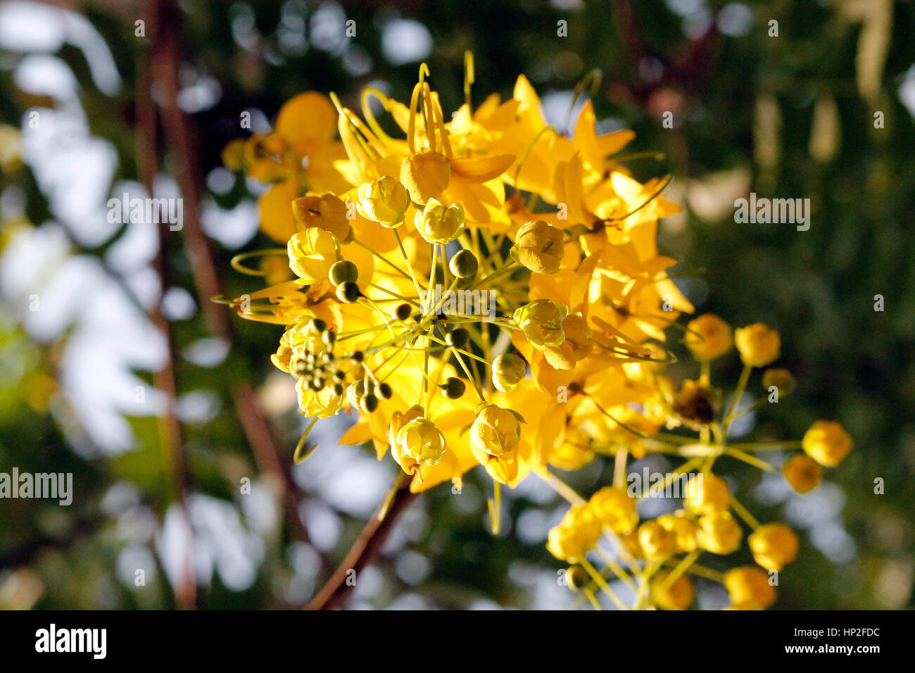 Golden tree cassia fistula fruit hi-res stock photography and images - Alamy
