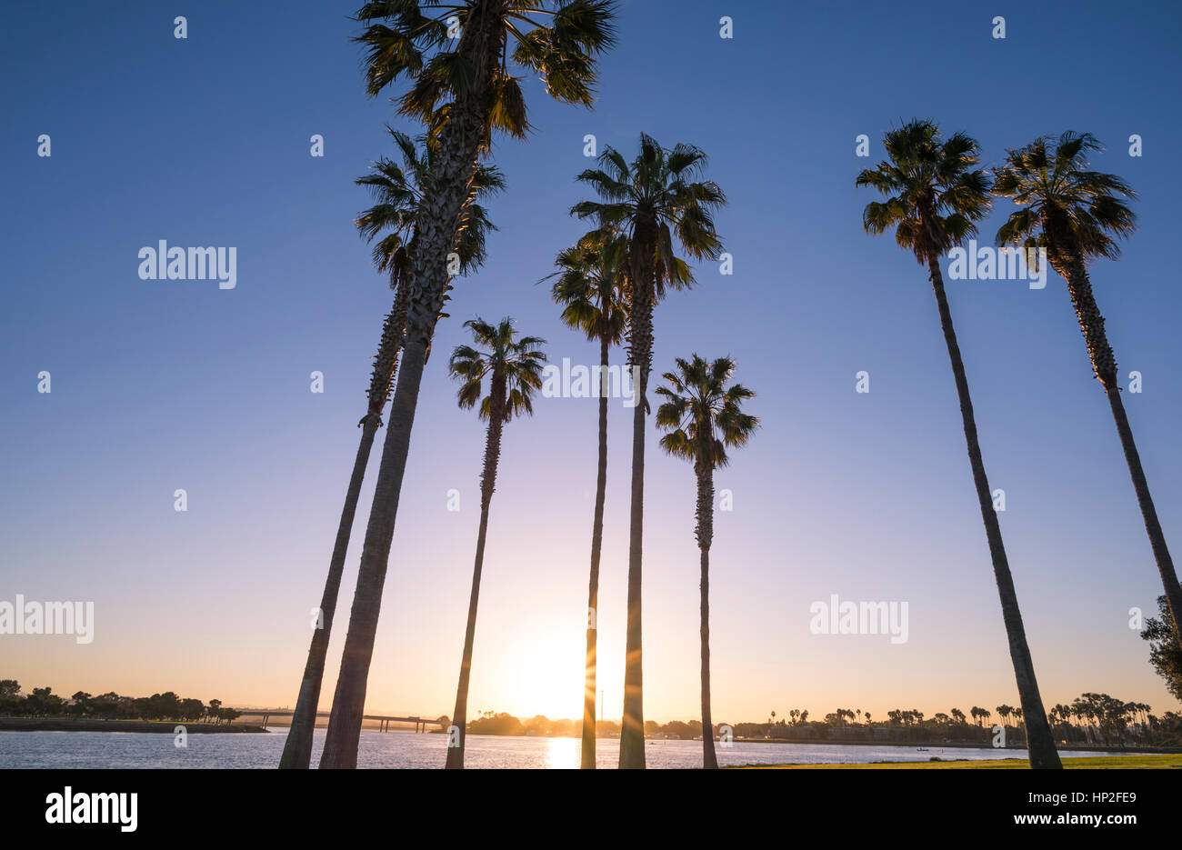 Group of palm trees in the early morning at Mission Bay Park. San Diego ...