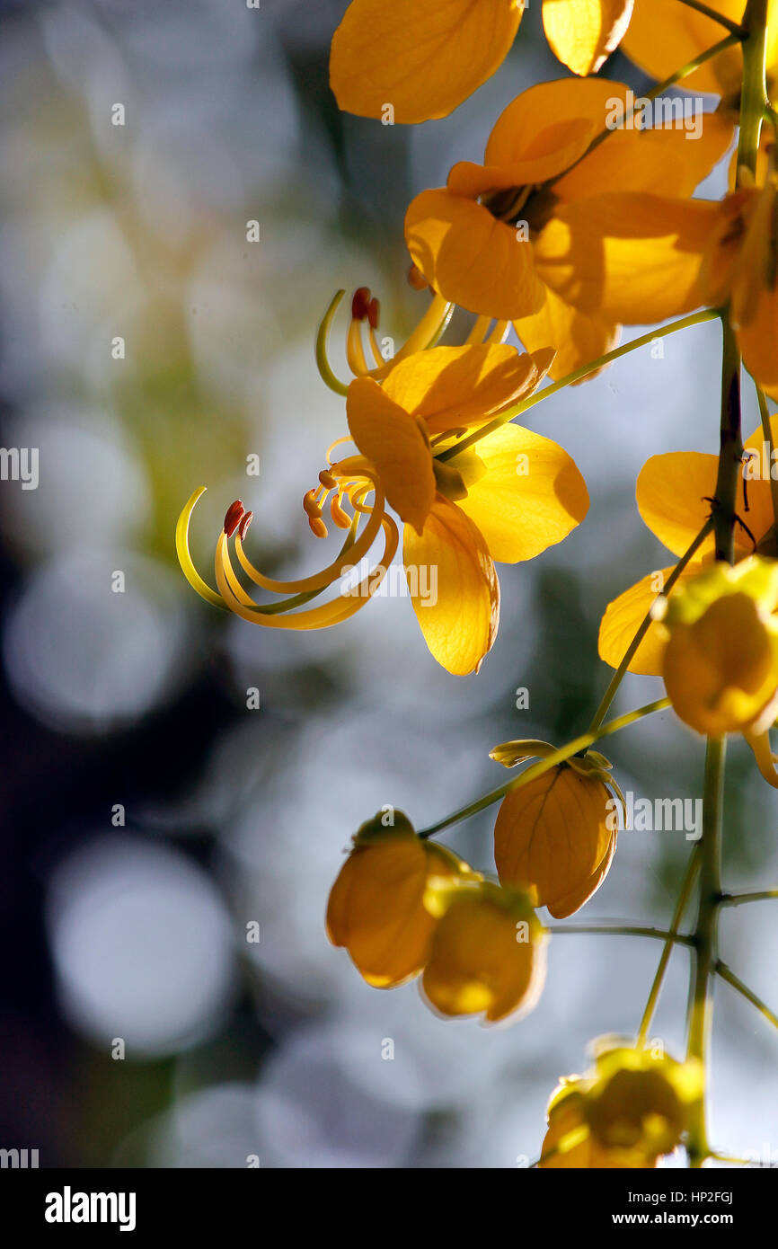 Golden tree cassia fistula fruit hi-res stock photography and images - Alamy