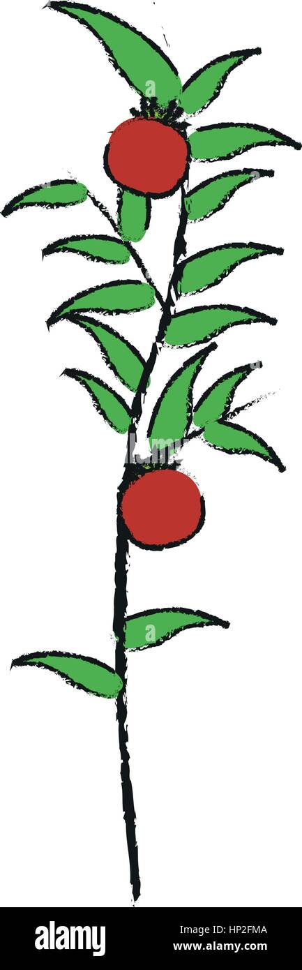 tomatoes plant icon over white background. colorful design. vector ...