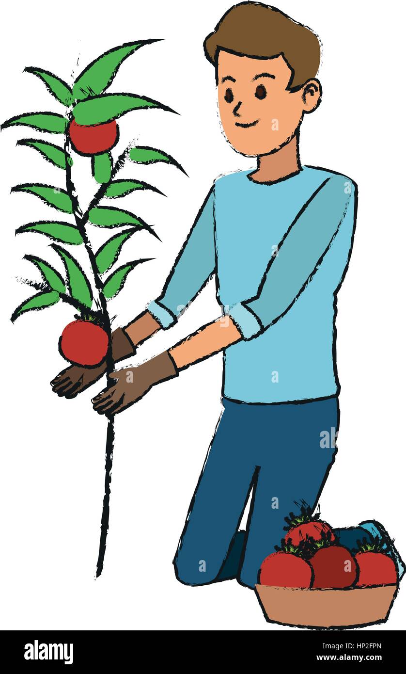 gardener man with a tomatoes plant over white background. colorful ...